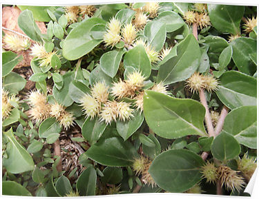 How To Get Rid Of Bindii, Clover, Oxalis, Dandelions, Wintergrass and ...