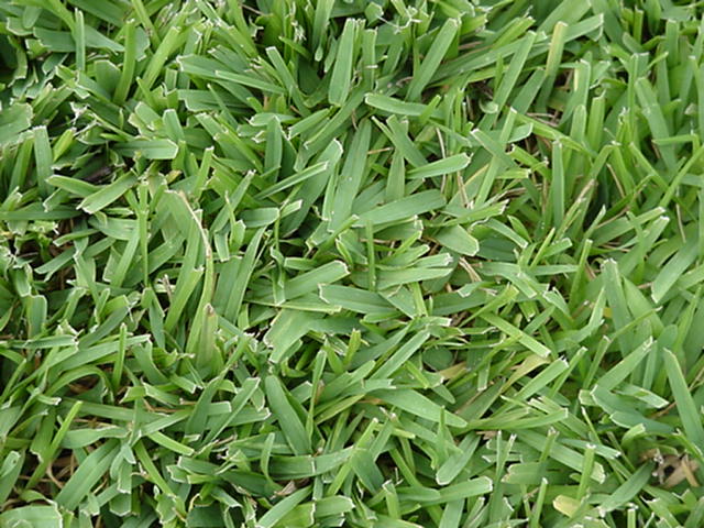 What Turf Grass Is That? – identification tools for lawnmowing ...