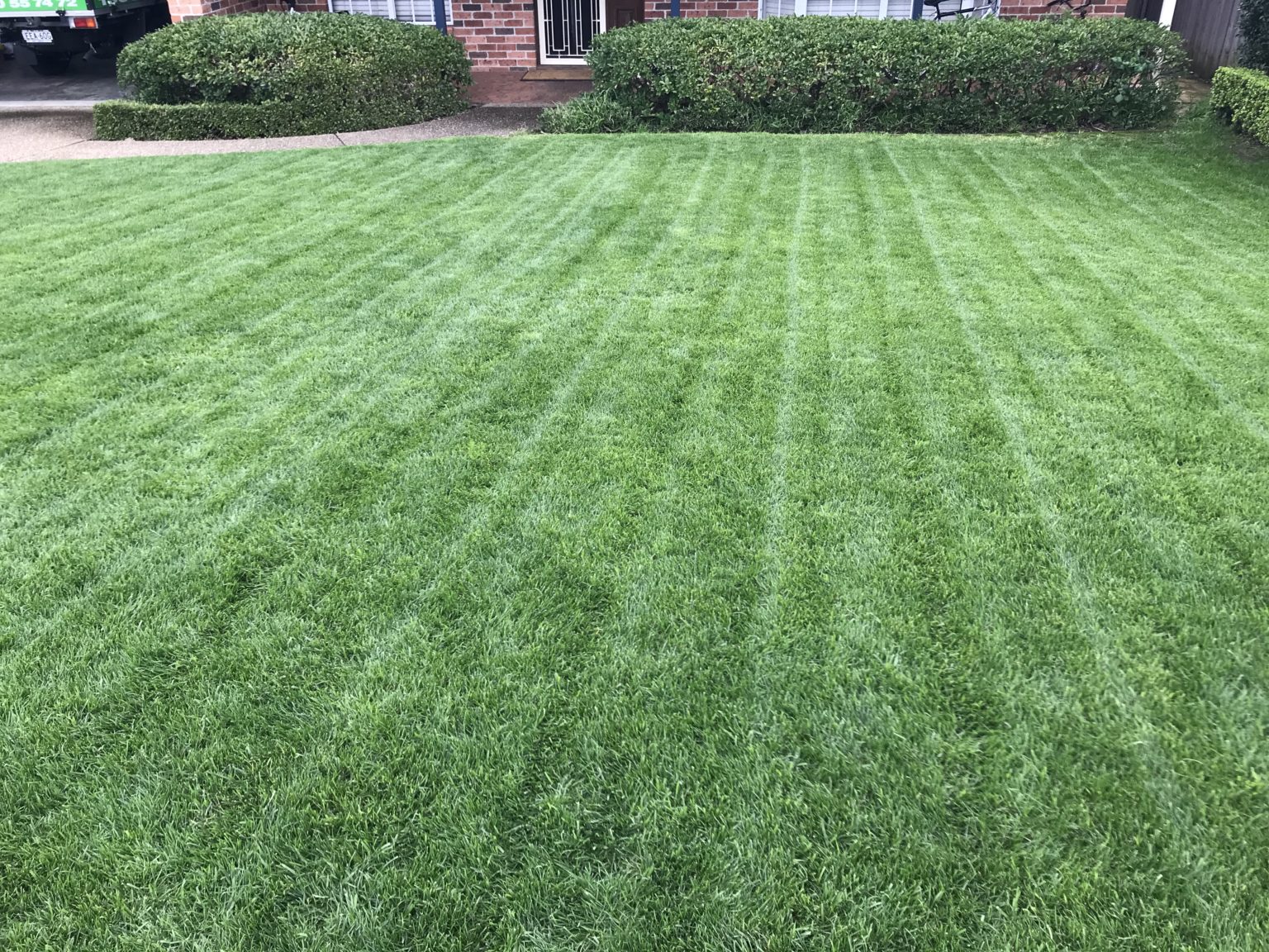 Rye Grass Lawn Striping - Lawn Green
