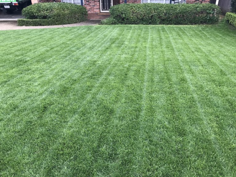 Rye Grass Lawn Striping - Lawn Green