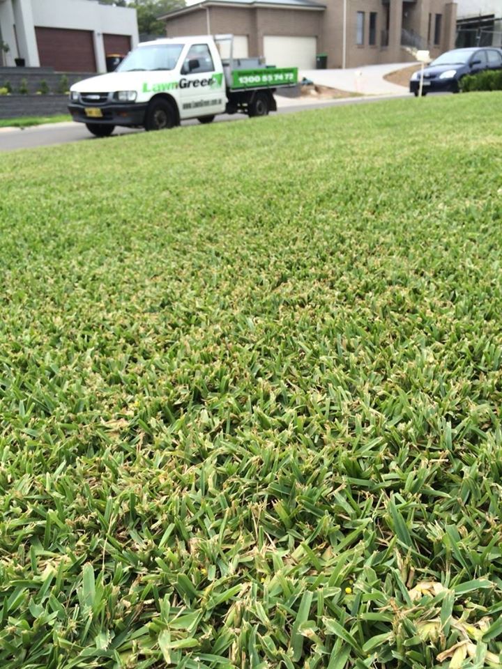 The Best Of Buffalo Lawns In 2020 - Lawn Green