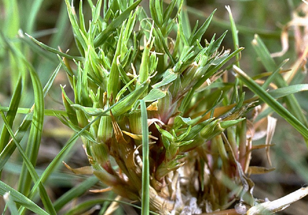Couch Mite Damage and Control - Lawn Green